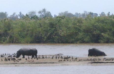 Parc National de la Rusizi | Biodiversité du Burundi